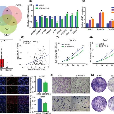 Igf2bp2 Regulates B3gnt6 Mrna Expression To Promote Pancreatic Download Scientific Diagram