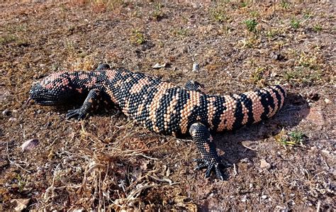Monstruo De Gila En Venta Gila Monster Goatsbys Place