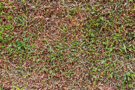 Why Is My Grass Turning Brown Tampa Sod Farm