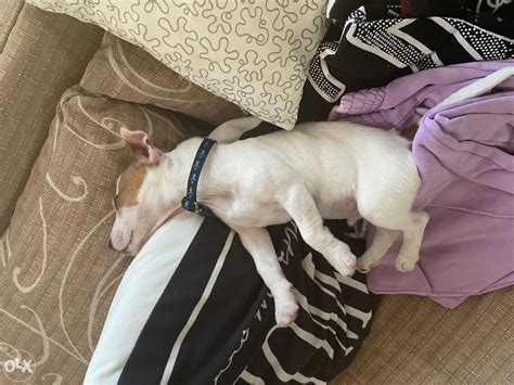 Pas Jack Russell Psi I Štenad Olxba