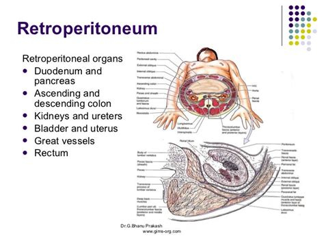 Retroperitoneal Organs Mnemonic Epomedicine Exam 4 Health Science