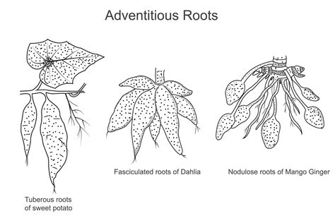 Adventitious Roots Tuberous Fasciculated And Nodulose Rootssweet