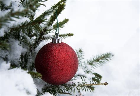 Vánoce Zima Strom Fotografie Zdarma Na Pixabay Pixabay