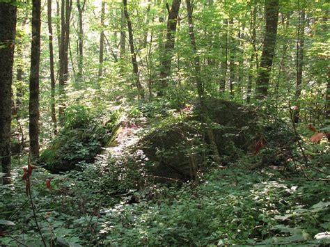 Appalachian Trail Davenport Gap To Max Patch Road