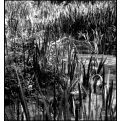 Vaj Powder 1 Kg At ₹ 250kg In Gariadhar Id 2855461612248