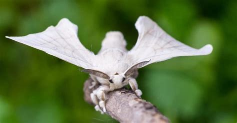 The Top 10 Fluffy Furry Fuzzy Moths In The World Pets Tutorial