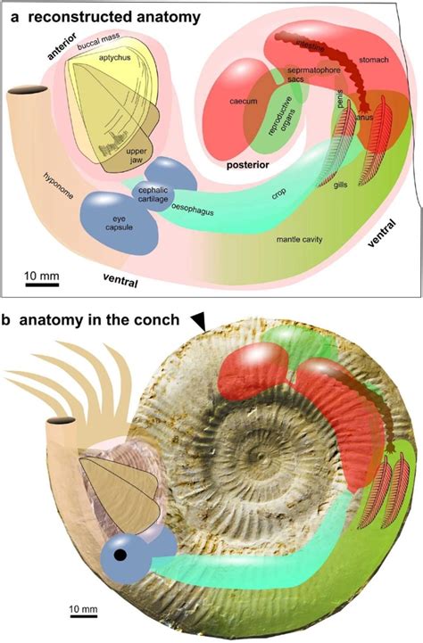 150 Million Year Old Fossil Of An Ammonite That Lost Its Shell Offers A Rare Glimpse Into Its