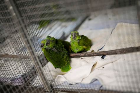 Los Casos De Psitacosis Se Triplicaron En Los últimos Cinco Años En