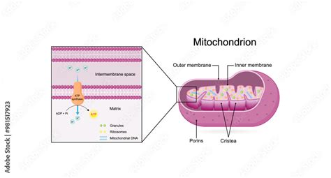 Mitochondrion Structure Anatomy Of Mitochondrion Atp Synthase