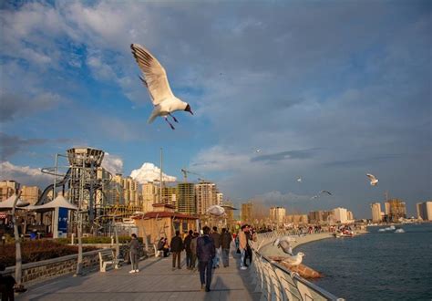 پرواز کاکایی ها بر فراز دریاچه شهدای خلیج فارس تسنیم