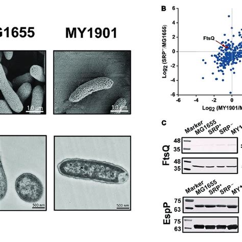 Suppressor Mutation Suppresses Targeting Defects Of Partial Inner