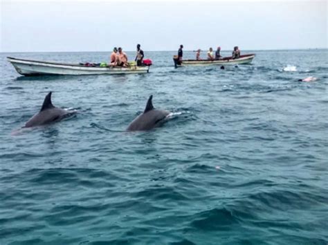 Swim With Kizimkazi Dolphins Zanzibar Dolphin Tours