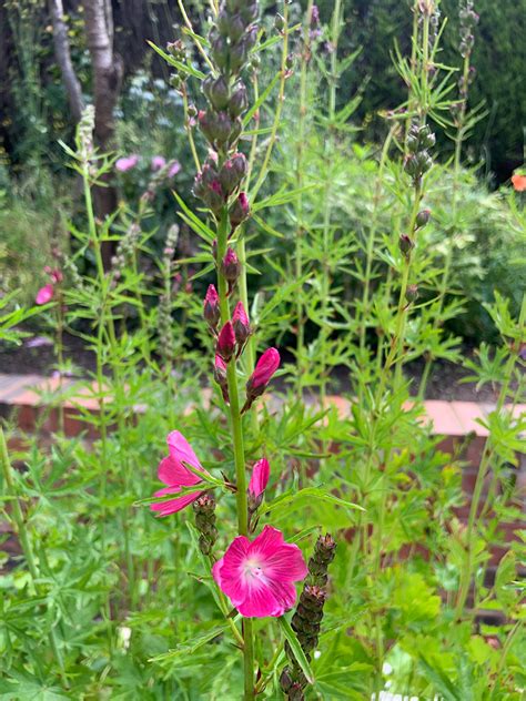 Shop Sidalcea Hare Spring Cottage Plants