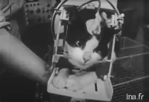 The Story Of Félicette The First Cat In Space Bbc Sky At Night Magazine