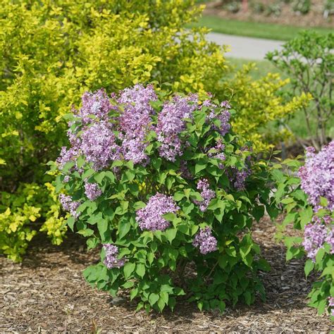 Syringa X Hyacinthiflora Scentara Pura® Lilac From Saunders Brothers Inc