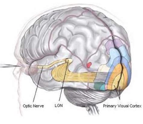 Primary Visual Cortex
