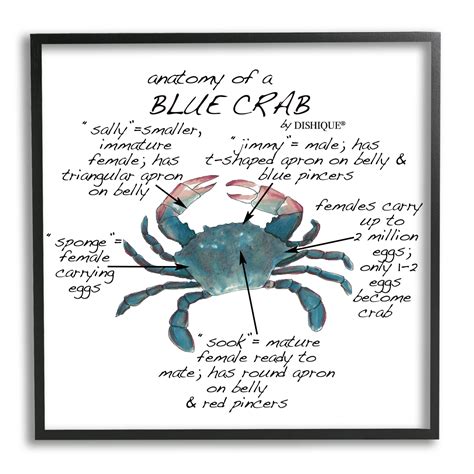 Stupell Industries Crab Anatomy Facts Educational Sea Life Diagram