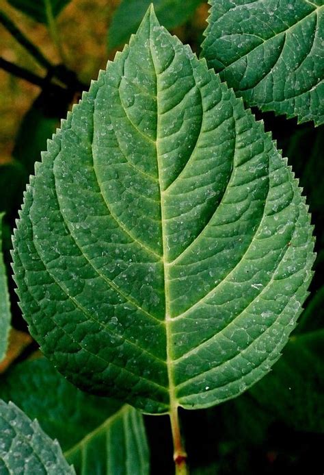 Hydrangea Leaves Types And Care