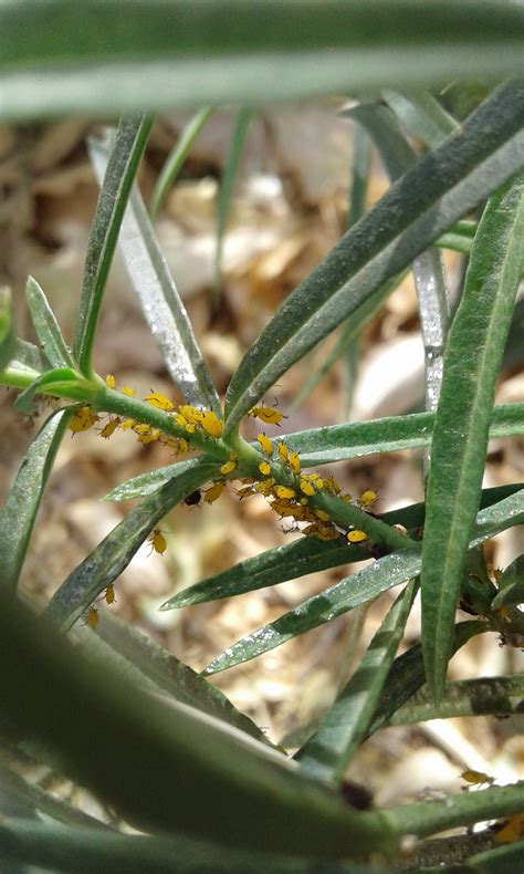 Look Closely Those Tiny Yellow Wind Wolves Preserve