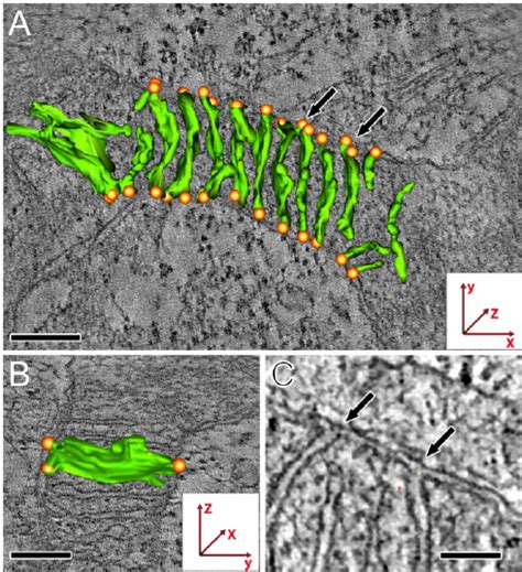 Cristae Junction Orientation And Cristae Morphology Analyzed By