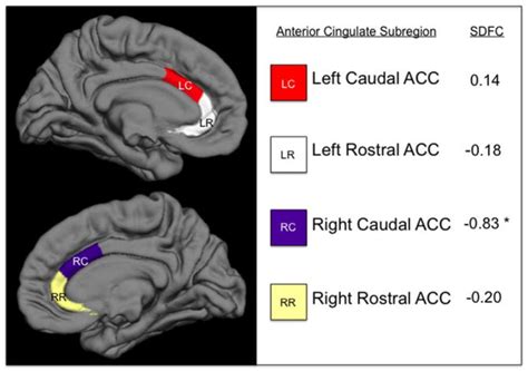 Anterior Cingulate Cortex Surface Area Relates To Behavioral Inhibition