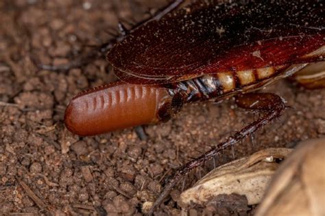Cockroach Anatomy Body Structure And Biology