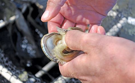 West Coast Abalone Farm Doubles In Size Thanks To Demand