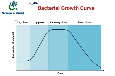 Molecular Events During Bacterial Growth A Comprehensive Phase Wise Overview Of Physiological