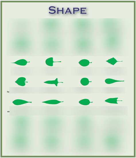Shape Of Leaves Part 2 Diagram Quizlet