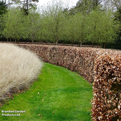 Copper Beech Hedging Dobies