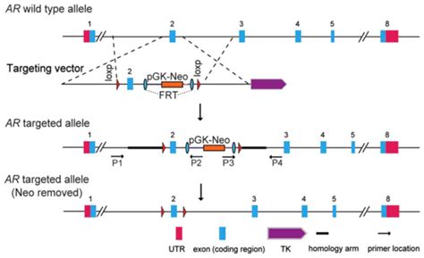 International Journal Of Molecular Medicine