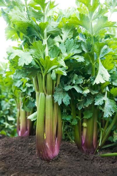 Celery Stalking A New Look The Denver Post