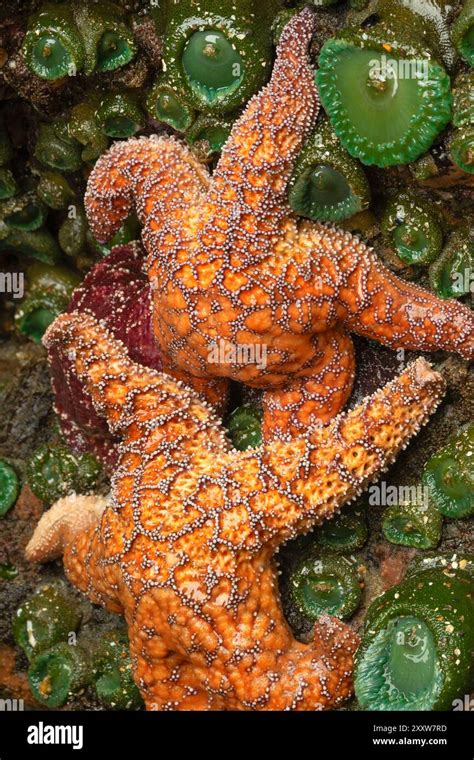 Ochre Starfish Pisaster Ochraceous With Giant Green Anemone