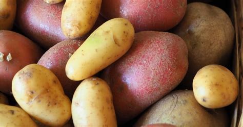 List Of Determinate And Indeterminate Potatoes
