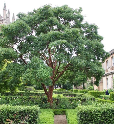 Maple Paperbark Heinen Landscape