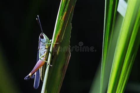 Grasshopper On A Green Leaf Stock Image Image Of Naturally Jumping 74211819