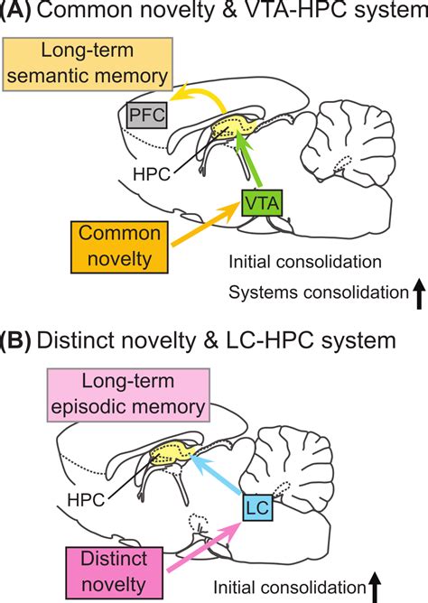 Novelty And Dopaminergic Modulation Of Memory Persistence A Tale Of
