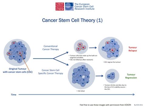 About Cancer Stem Cells European Cancer Stem Cell Research Institute