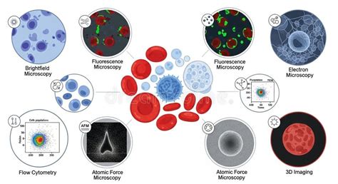 Various Microscopy Techniques For Cell Analysis Are Depicted Brightfield Microscopy Stock