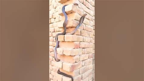 Sneke Aseel Bantam Youtube