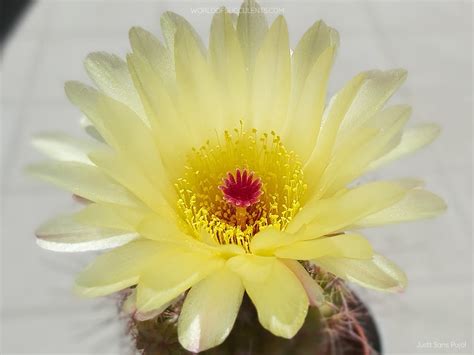 Parodia Concinna Sun Cup World Of Succulents