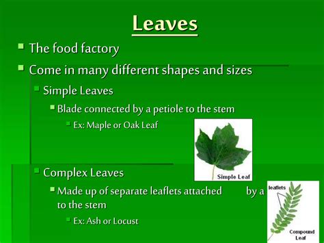 Plant Structure And Function Powerpoint Ppt