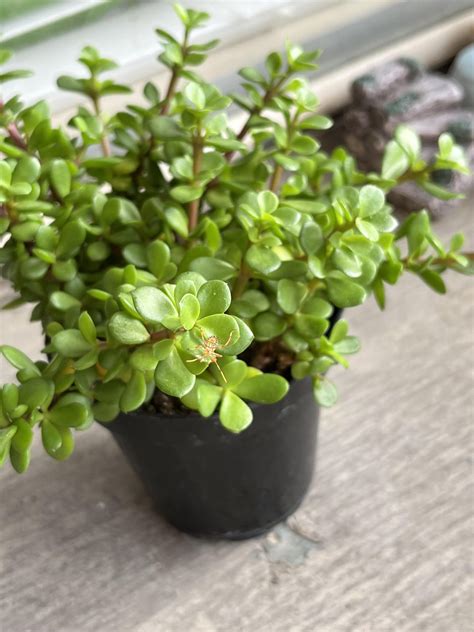 Small Orange Bug Rwhatisthisbug