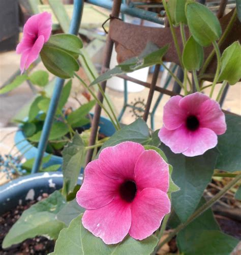 Gardening With Grace Clematis Geranium And A Few More