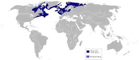 Learn About Atlantic Cod