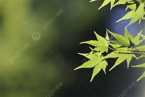 Maples Leafs Background Design Background Colorful Photo And Picture