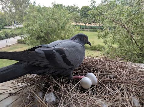 Owl Nest Pigeon