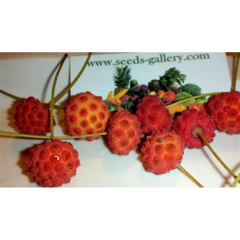 Cena €195 Japanski Kineski Dren Seme Cornus Kousa