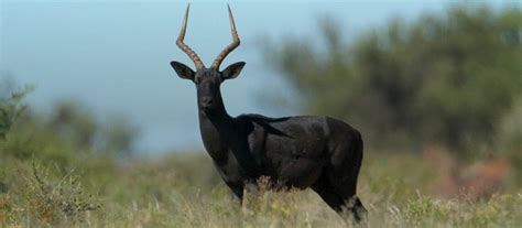 Species Identifier African Hunting Safari With African Trophy Pursuit