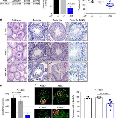 Atrkd Male Mice Display Defects In Spermatogenesis And Meiotic Sex